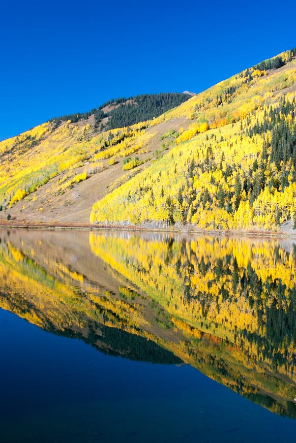 Aspens on Crystal Lake Colorado Stock Image - Image of yellow, trees ...