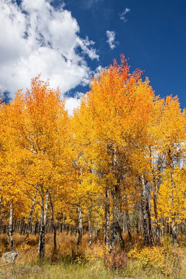 Beautiful Aspen Trees in Autumn Stock Photo - Image of tree, outdoors ...