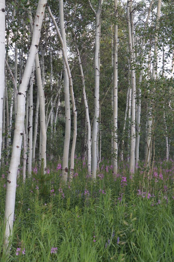 Vertical Shot of a Mountain Aspen Stand Stock Image - Image of nature ...