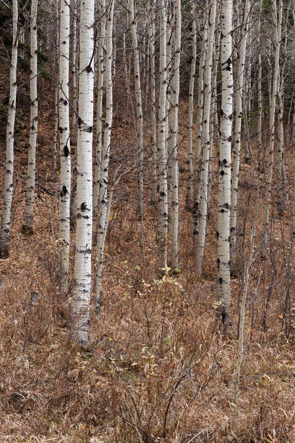 Aspens Stand Straight in Fall Forest Stock Photo - Image of deciduous ...