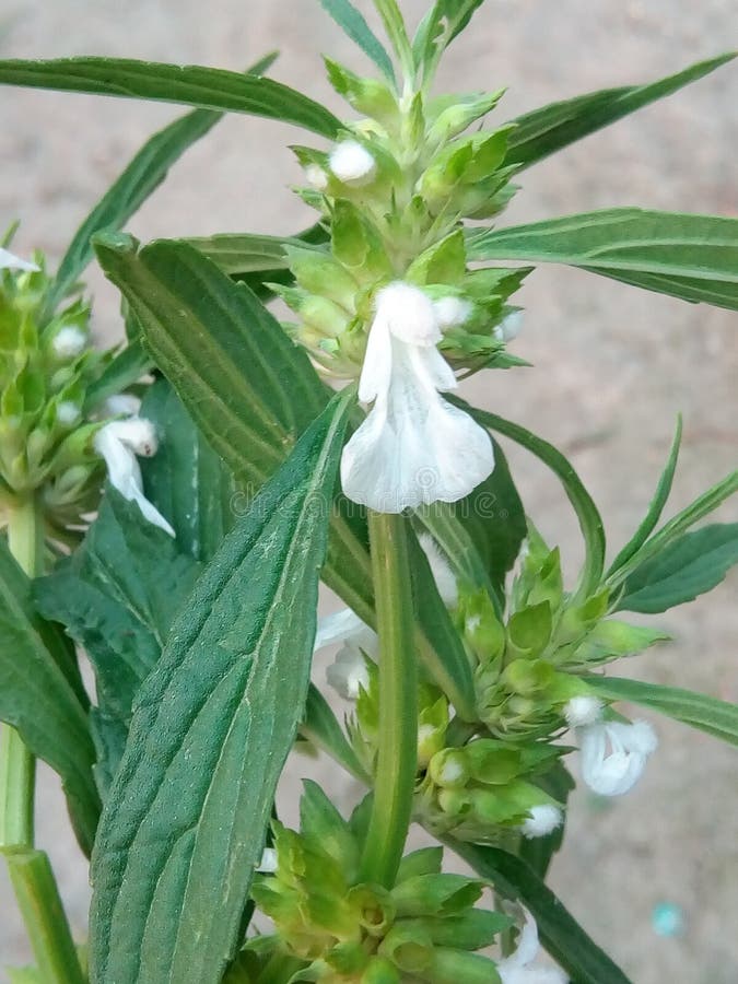 Aspera de Leucas imagem de stock. Imagem de usado, propriedades - 113143491