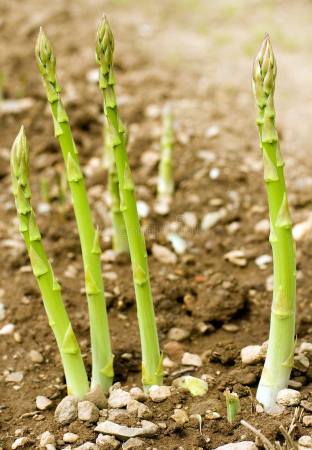 Asperge photo stock. Image du légume, nutrition, régime - 2275546