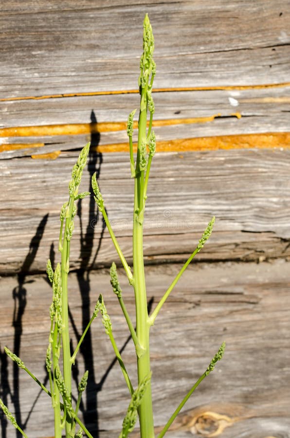 Asperge Simple Sauvage Dans Naturel Photo stock - Image du saisonnier ...