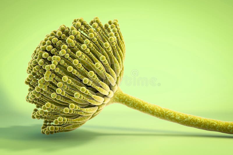 Aspergillus De Los Hongos, Ejemplo 3D Stock de ilustración ...