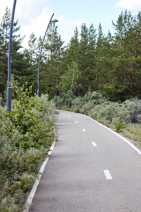 Asphalt Bike Path with Marking among Trees Stock Image - Image of ...