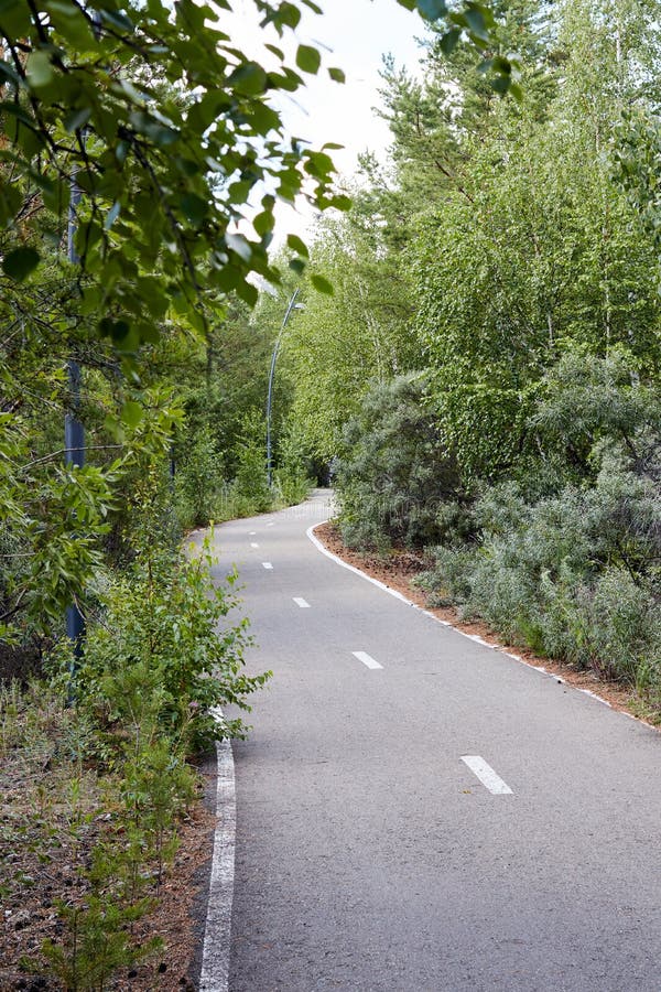 Asphalt Bike Path with Marking among Trees Stock Image - Image of ...