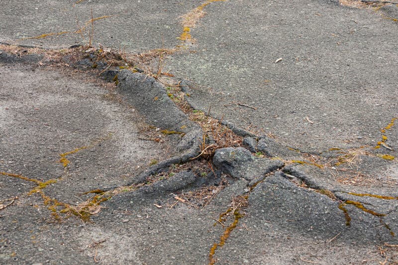 Asphalt Damaged by Tree Roots, Pavement or Road with Cracked Surface ...