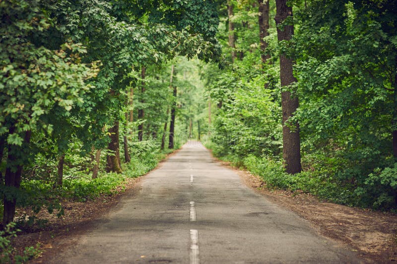 Asphalt Empty Road in Green Summer Forest Stock Image - Image of nature ...