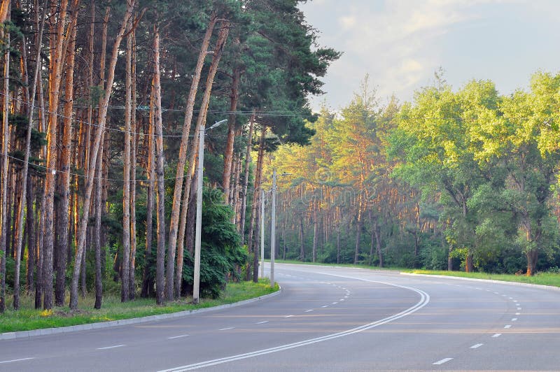 Asphalt Highway with White Markings in a Pine Forest, Turn Left Stock ...