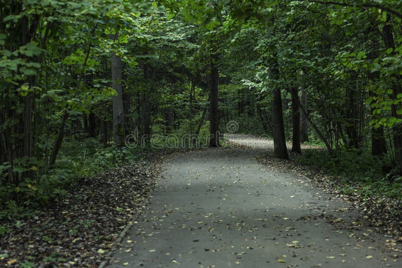 Asphalt Path in a Dense Green Forest. Walks in the Open Air Stock Photo ...