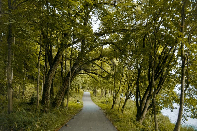 An Asphalt Path Runs through a City Park among Firs, Maples, and Other ...