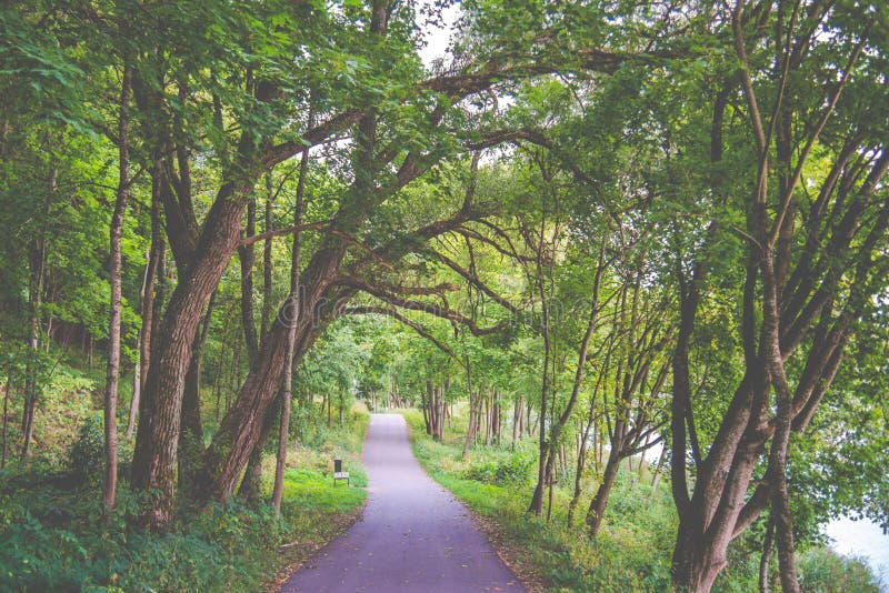 An Asphalt Path Runs through a City Park among Firs, Maples, and Other ...