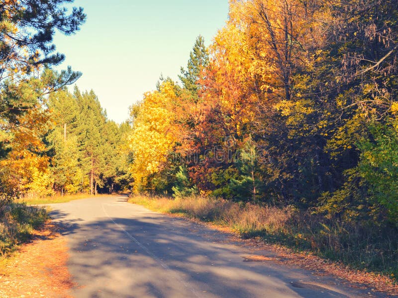 Asphalt Path for Jogging in the Autumn Park Stock Photo - Image of ...