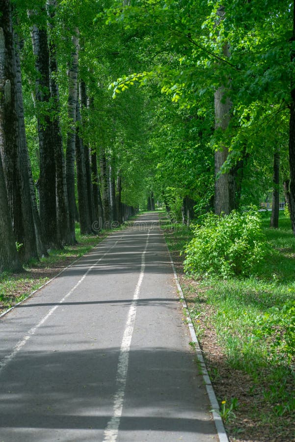 Asphalt Path in the Park on a Sunny Day Stock Image - Image of leaf ...