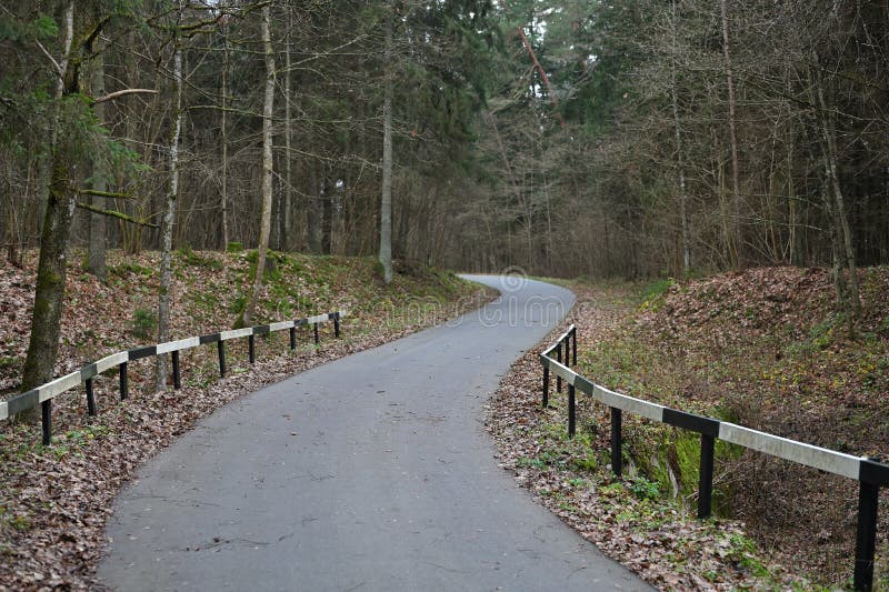 An Asphalt Path Runs through a City Park among Firs, Maples, and Other ...