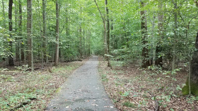 Asphalt Path in Woods or Forest with Trees Stock Photo - Image of trees ...
