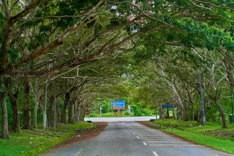 An Asphalt Road through an Arch of Trees Stock Image - Image of branch ...