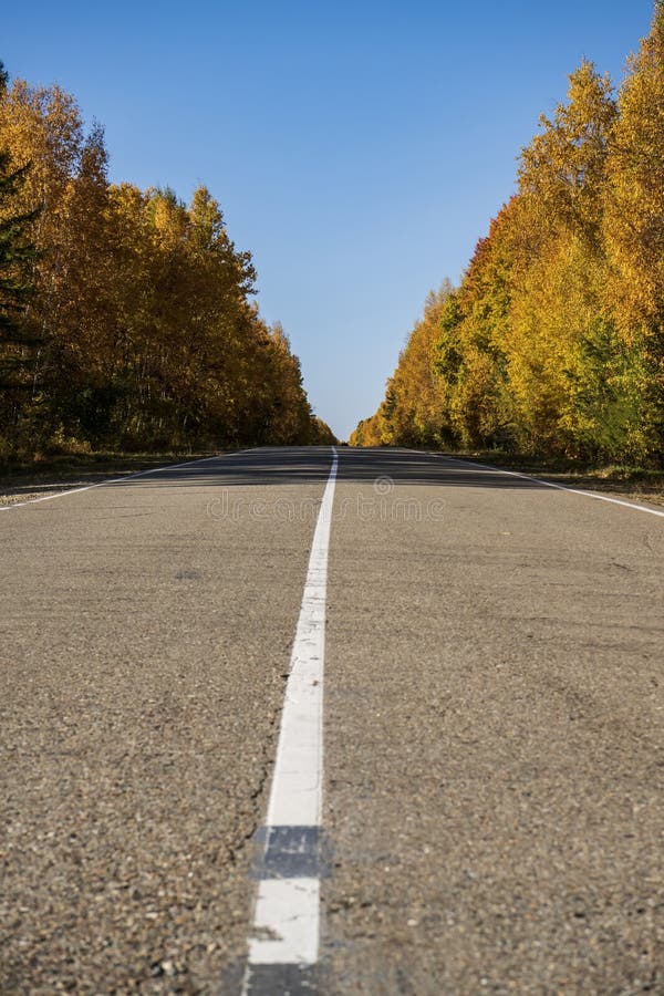 Asphalt Road in the Autumn Forest with Yellow Trees and Blue Sky Stock ...