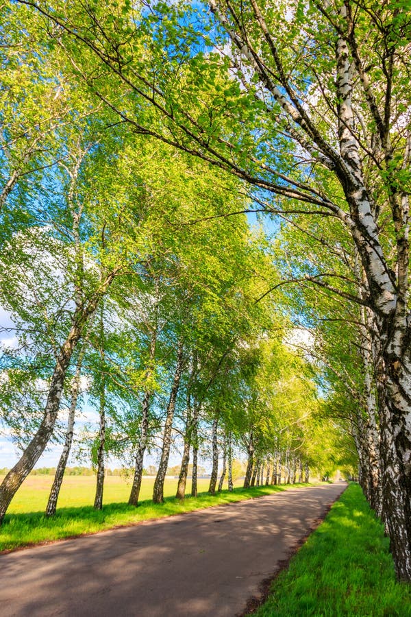 Asphalt Road among Birch Trees Stock Image - Image of journey, footpath ...