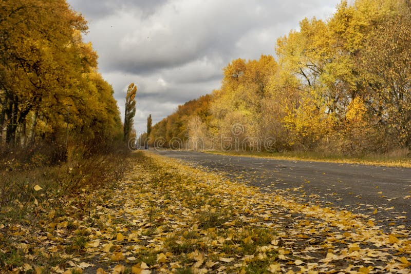 Asphalt Road among Bright Autumn Forest. Stock Image - Image of ...