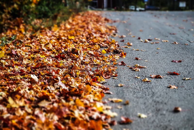 Asphalt Road with Brown Leaves on the Side, Autumn Landscape Stock ...