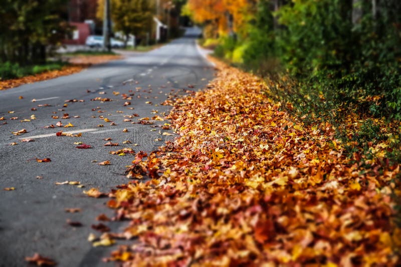 Asphalt Road with Brown Leaves on the Side, Autumn Landscape Stock ...