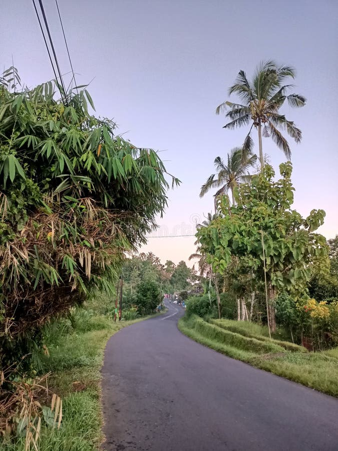 Asphalt Road in Countryside with Coconut Trees and Bamboo Trees Stock ...