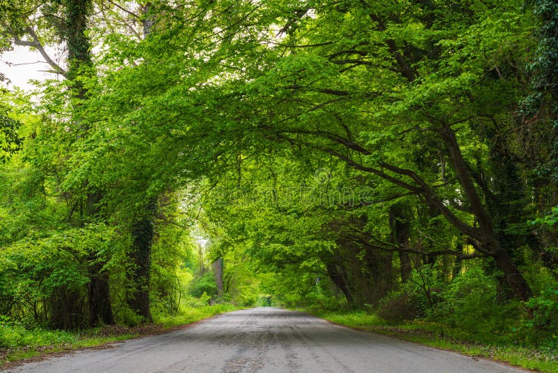 Green Trees on the Mountainside, Nature Wallpaper Stock Image - Image ...
