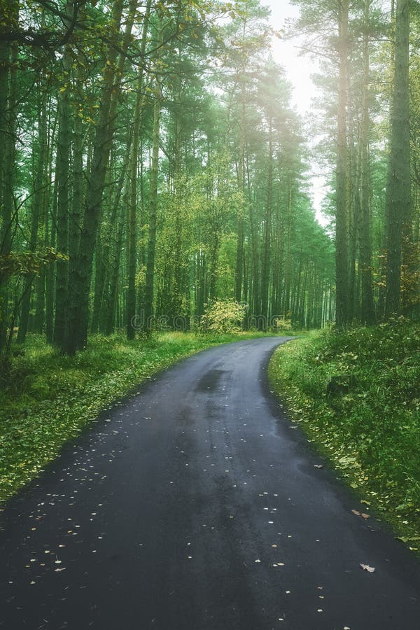 Asphalt Road in a Forest, Color Toning Applied Stock Image - Image of ...