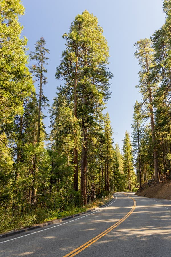 Asphalt Road through Forest Stock Photo - Image of park, pine: 259321934