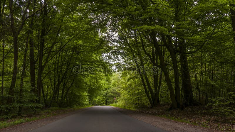 Asphalt Road through the Forest Stock Image - Image of forest, summer ...