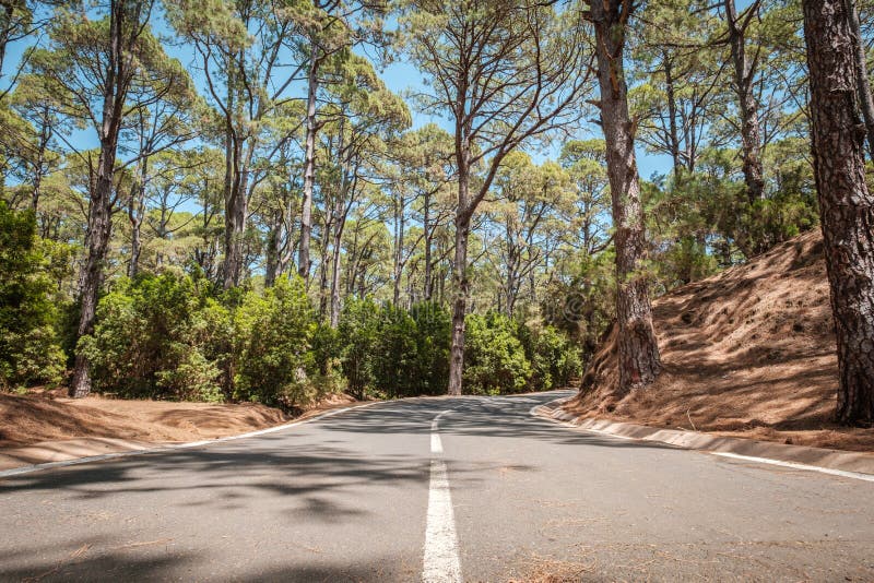 Asphalt Road in Forest, Low Angle Street in Forest Landscape Stock ...