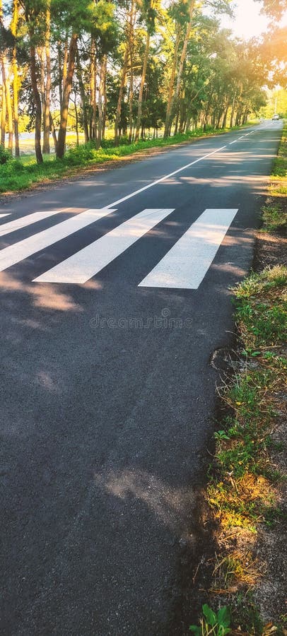 Asphalt Road in the Forest with a Pedestrian Crossing Stock Photo ...