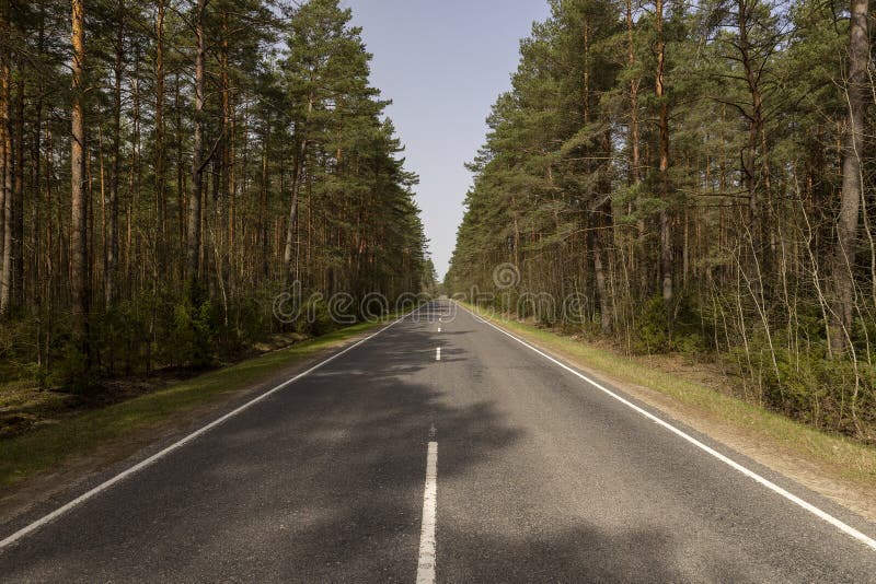 An Asphalt Road in a Forest with Pine Trees in Spring Stock Image ...