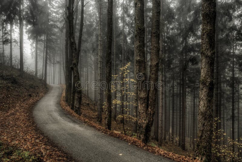 Asphalt Road Goes through a Misty Dark, Pine Tree Forest Stock Image ...