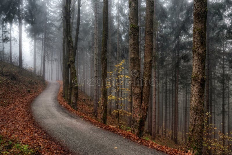 Asphalt Road Goes through a Misty Dark, Pine Tree Forest Stock Photo ...