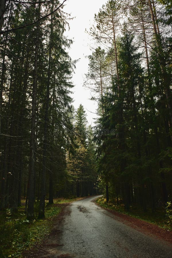 Asphalt Road Going through Dark Conifer Forest Stock Image - Image of ...