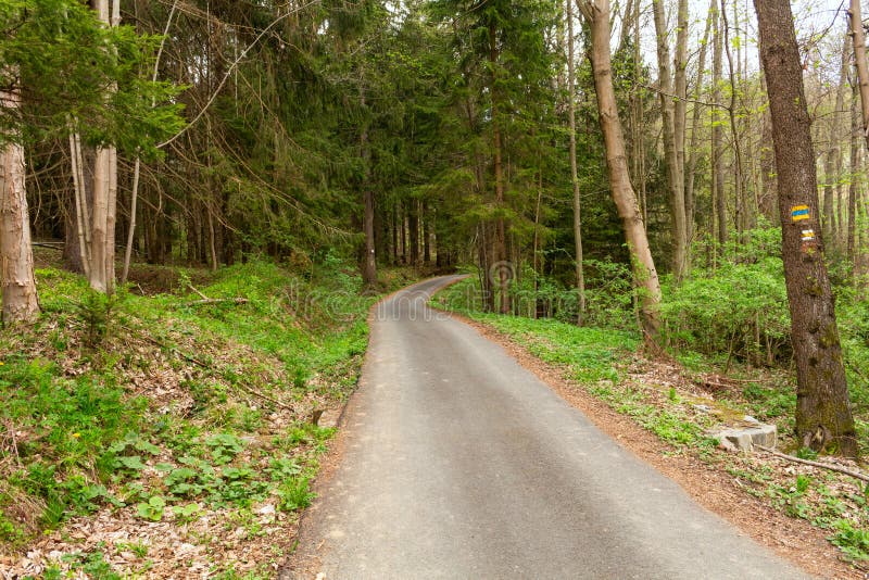 Asphalt Road in Green Forest Stock Photo - Image of center, dark: 146780430