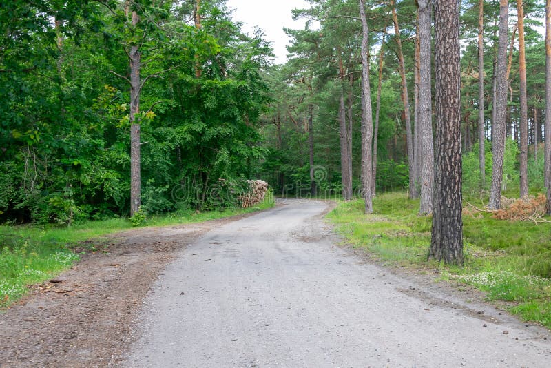 Asphalt Road through the Green Forest Stock Image - Image of country ...