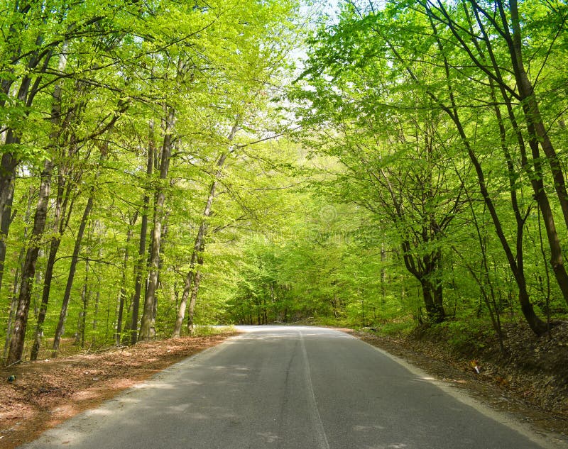 Asphalt Road through the Green Forest in a Sunny Spring Day Stock Photo ...