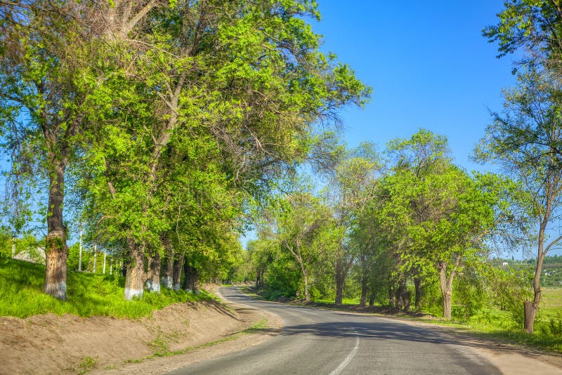 Asphalt Road and Green Trees Stock Photo - Image of forest, beautiful ...