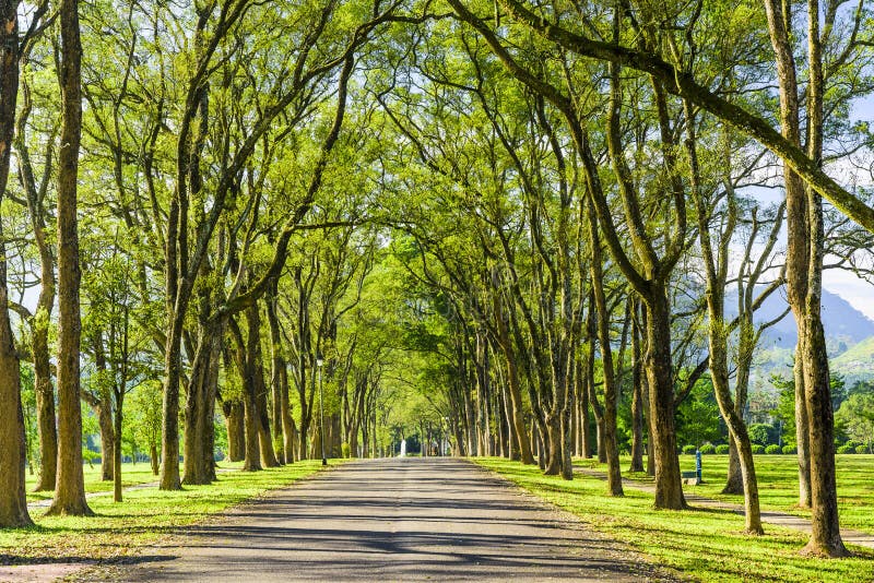 Asphalt Road through the Green Trees Stock Image - Image of stairs ...