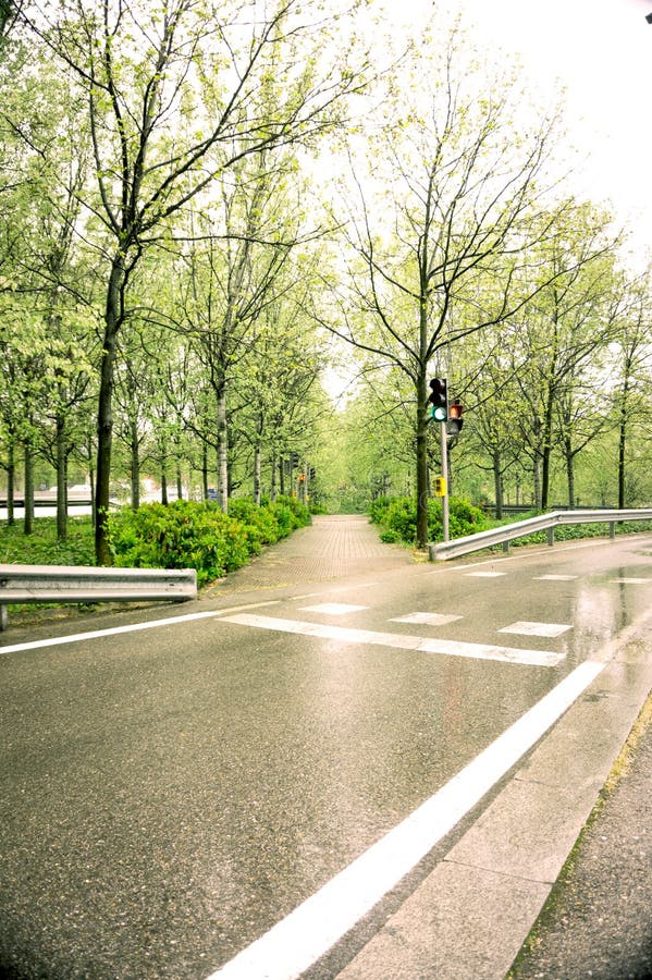 Asphalt Road Landscape with Tree Walk on the Sides Stock Image - Image ...