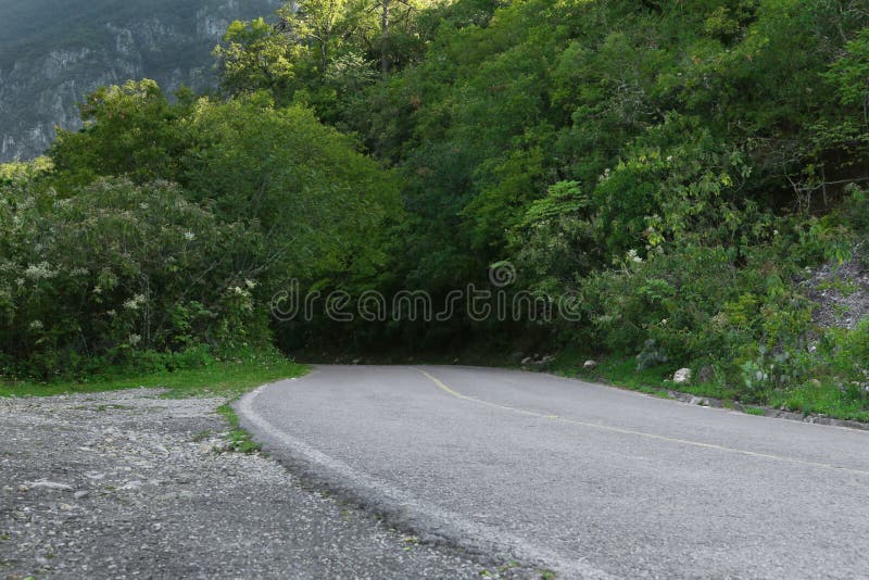 Asphalt Road and Many Trees in Shadow Outdoors Stock Image - Image of ...