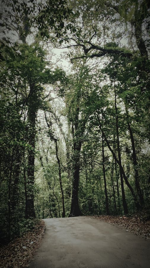 Asphalt Road in the Middle of a Forest with Tall, Dense Trees in the ...