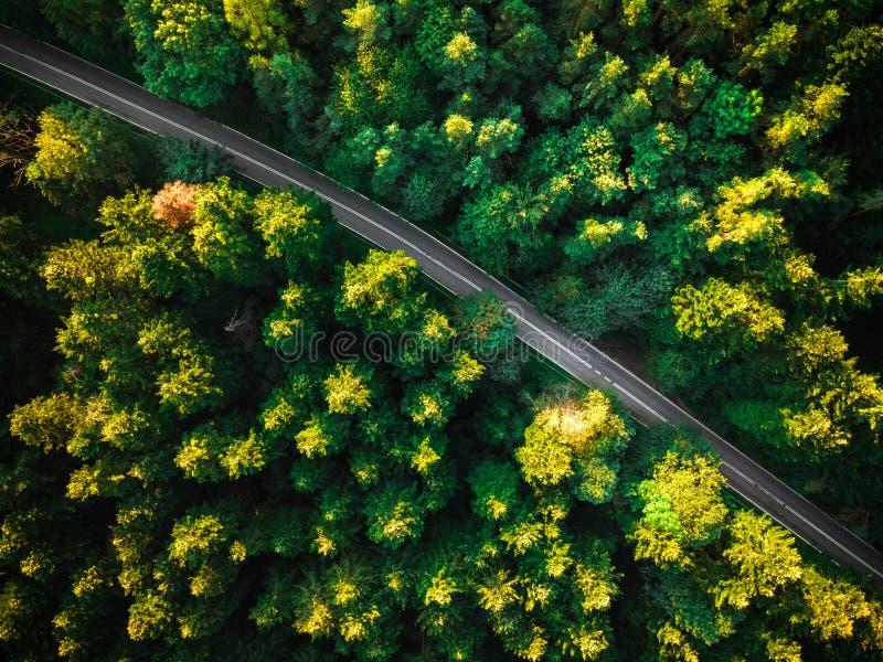 Asphalt Road or Path Trough Forest. Top Down Drone View Stock Image ...