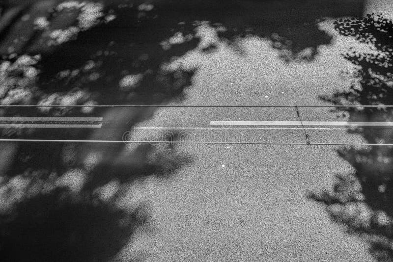 Asphalt Road and Shadow of Trees. Stock Photo - Image of asphalt ...