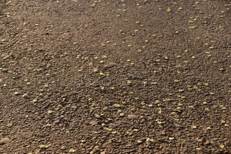 Asphalt Road in Summer with Tree Seeds Sun Stock Photo - Image of ...
