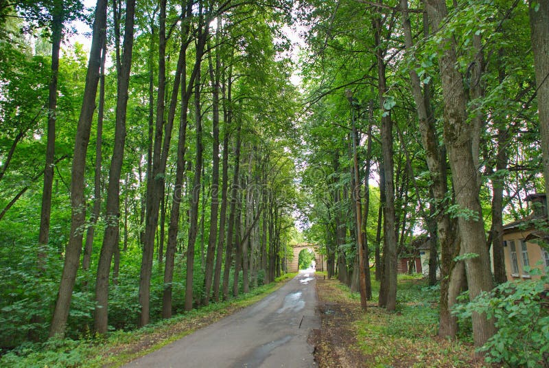 Asphalt Road Surrounded by Green Trees Goes into the Distance Stock ...