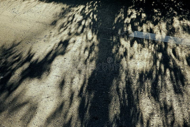 Asphalt Road with Tree Shadow and White Line. Stock Image - Image of ...